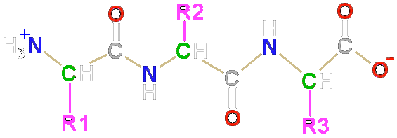 Constitutes A Triaminoacid Triglyceride Tripeptide Dipeptide